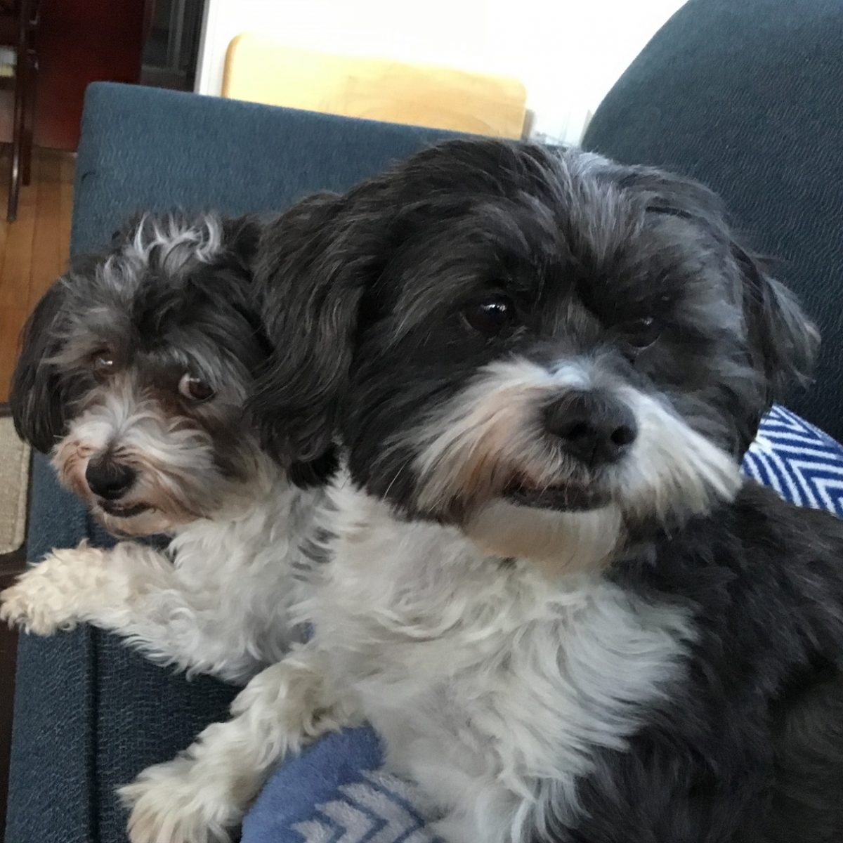 New Beginnings – Peppertree Rescue