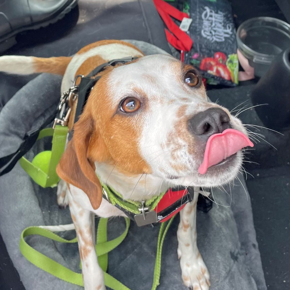 Cady – Adopted! – Peppertree Rescue