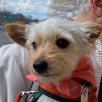 Peppertree Rescue – A Rescue For Dogs of Good Temperament