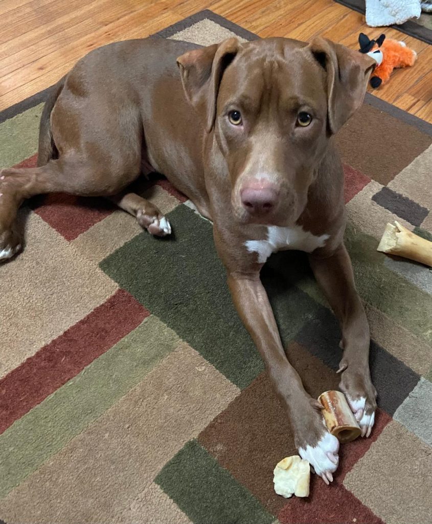 Kiki – NC uneval – Peppertree Rescue