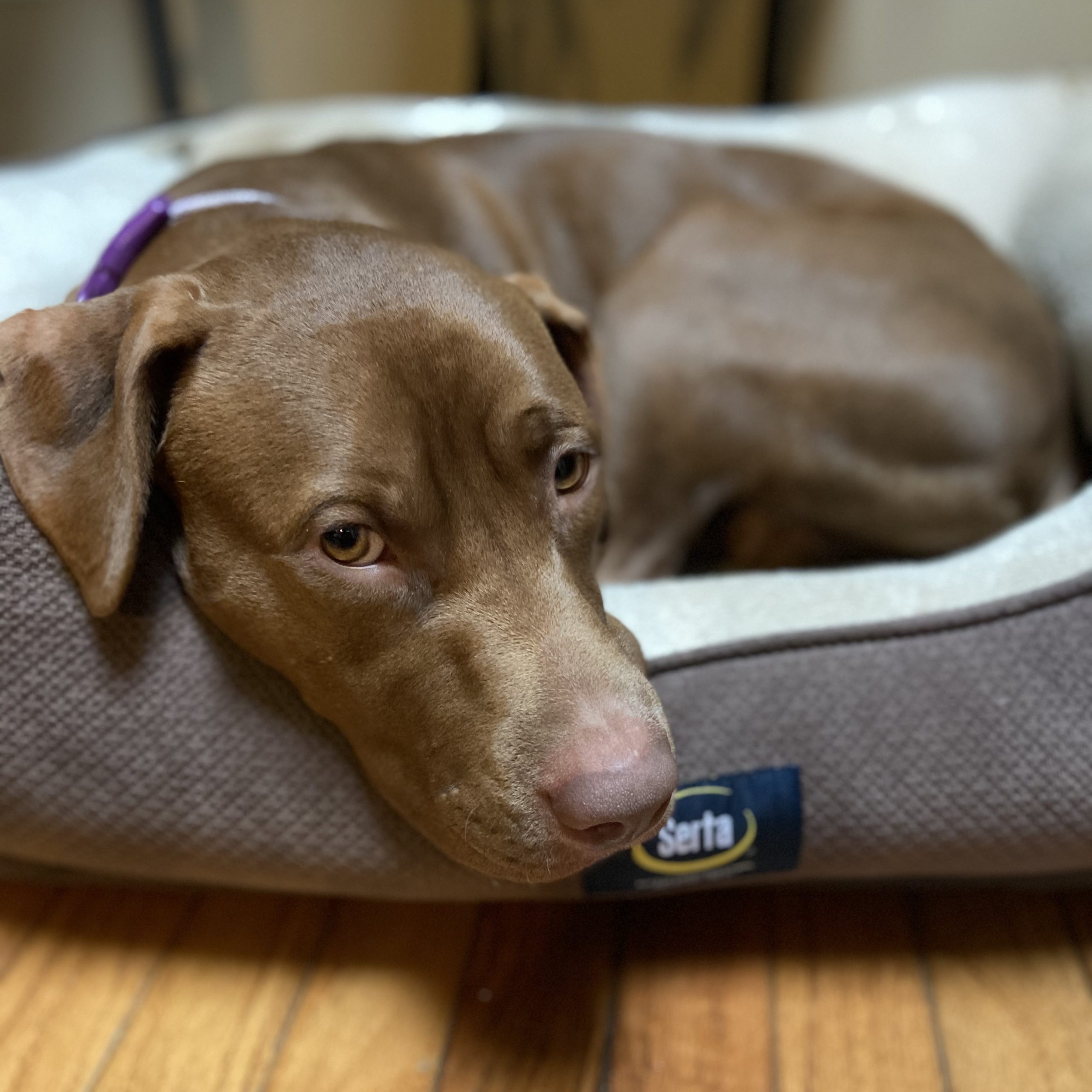 Kiki – NC uneval – Peppertree Rescue