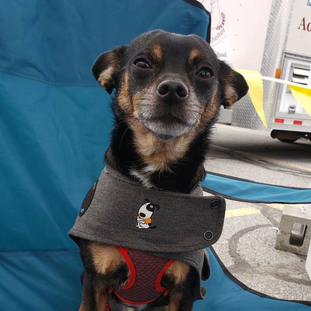 Chico – Friends – Peppertree Rescue