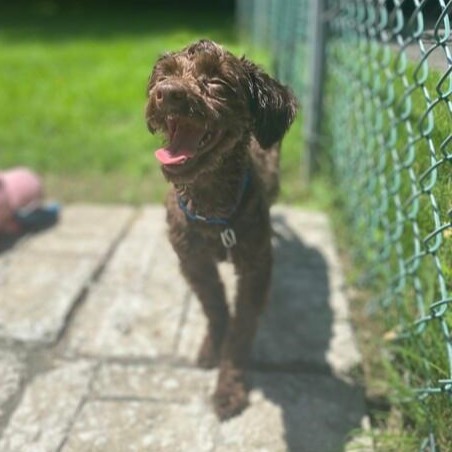 Archie – adopted! – Peppertree Rescue