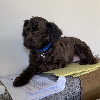 Archie – adopted! – Peppertree Rescue