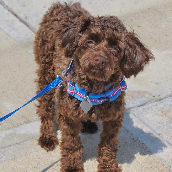 Archie – adopted! – Peppertree Rescue