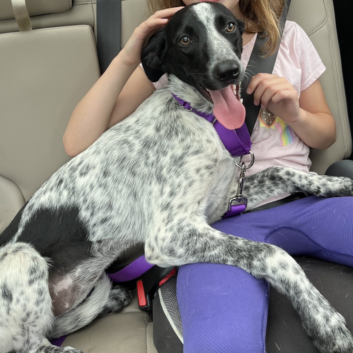 Lottie – adopted! – Peppertree Rescue