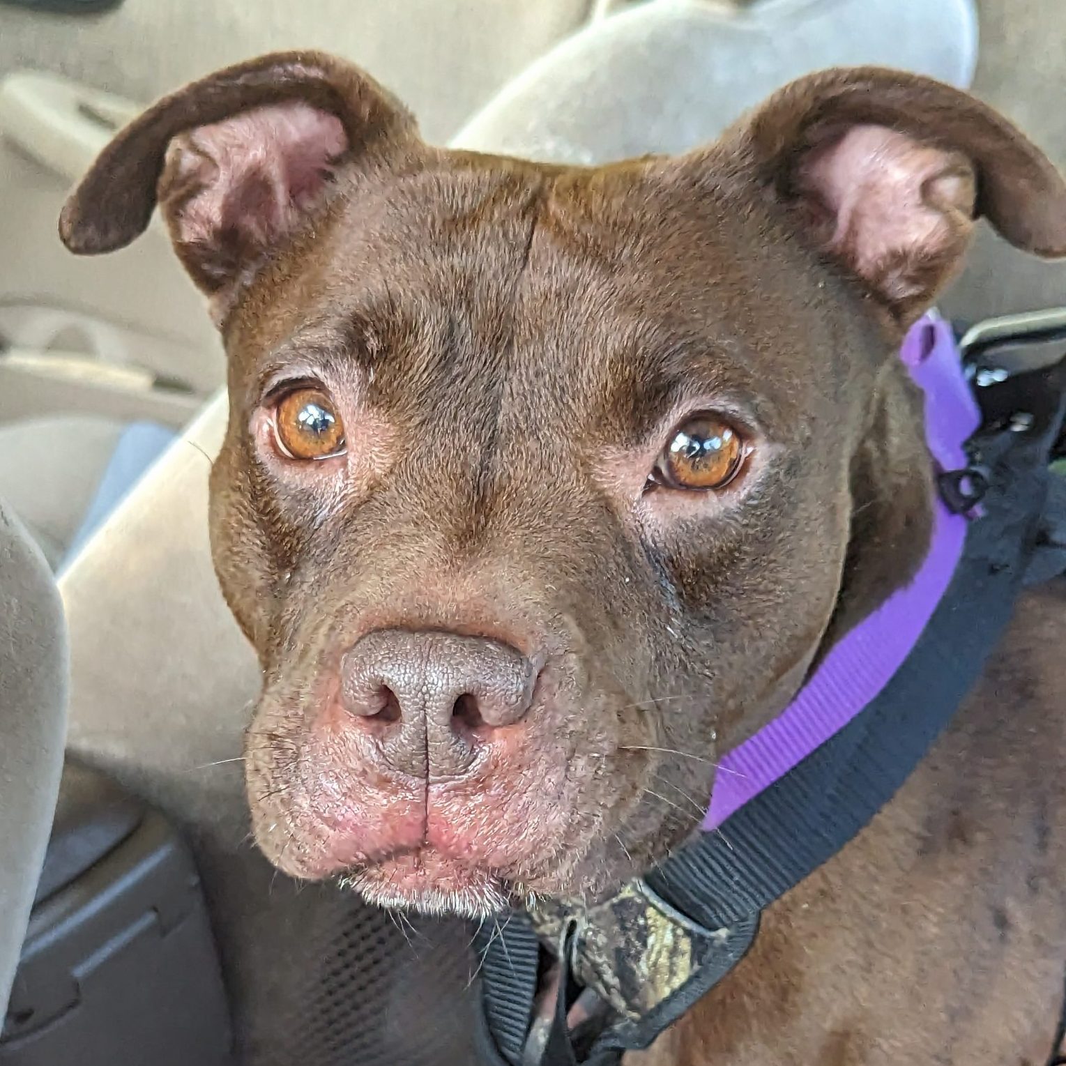 Available For Adoption – Peppertree Rescue