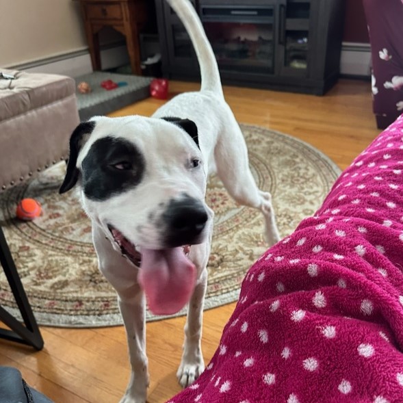 Ottis courtesy evaluated – Peppertree Rescue