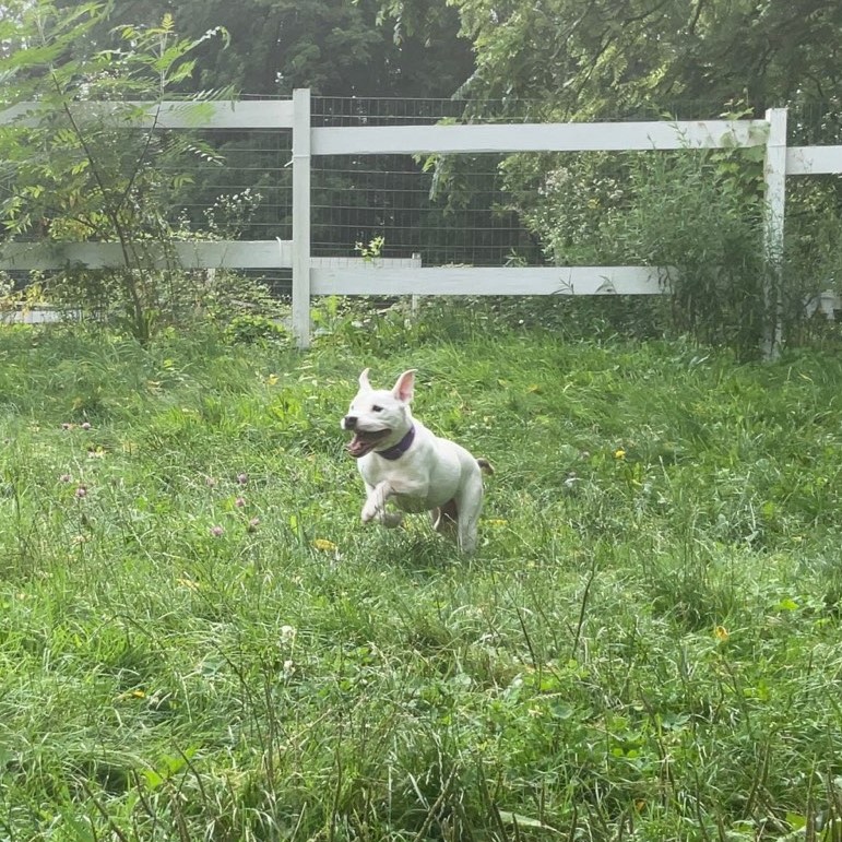 Zeke – adopted! – Peppertree Rescue