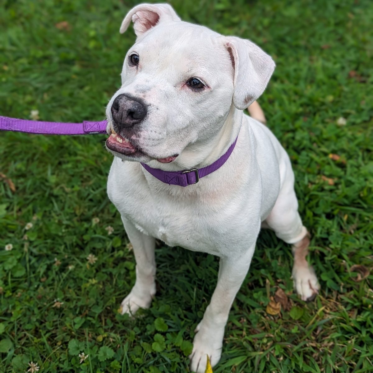 Zeke – adopted! – Peppertree Rescue