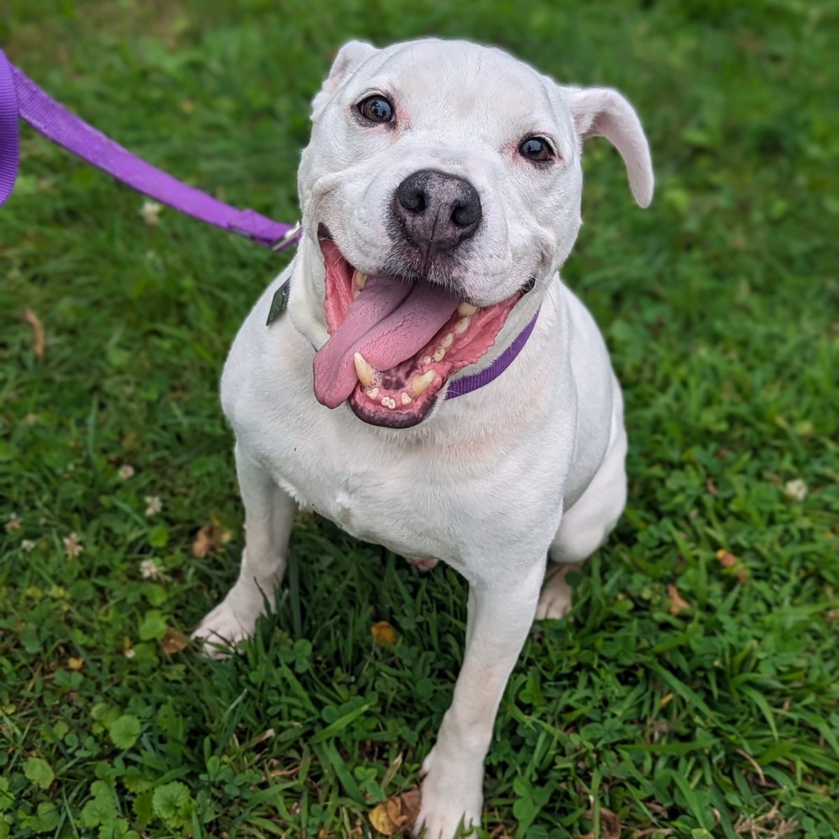 Zeke – adopted! – Peppertree Rescue