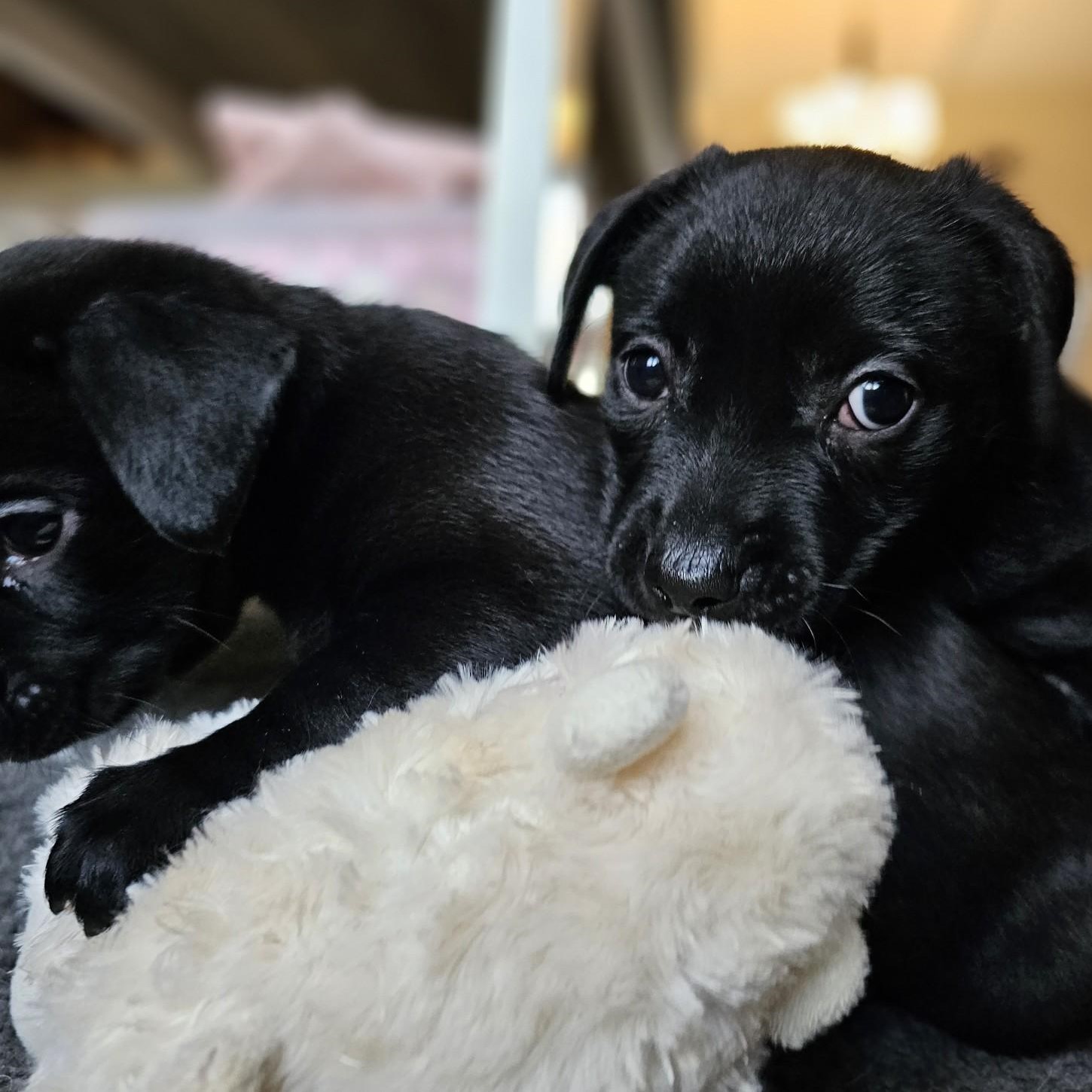 Tito – adopted! – Peppertree Rescue