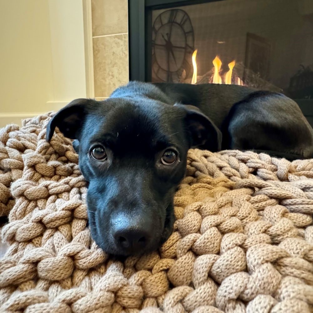Pooka – Peppertree Rescue