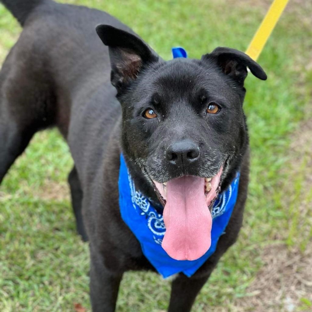 Carlton – Adopted! – Peppertree Rescue