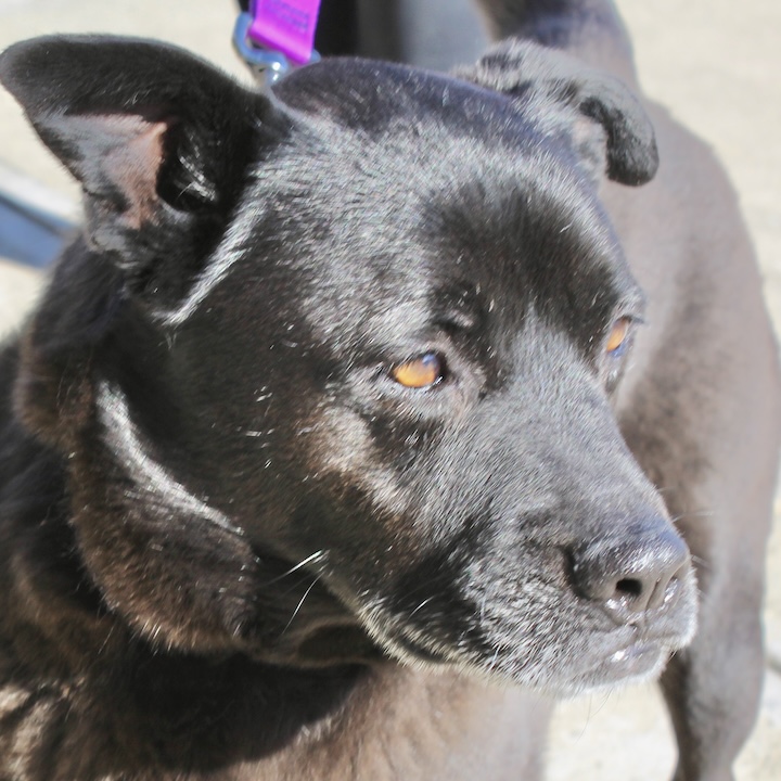 Carlton – Adopted! – Peppertree Rescue