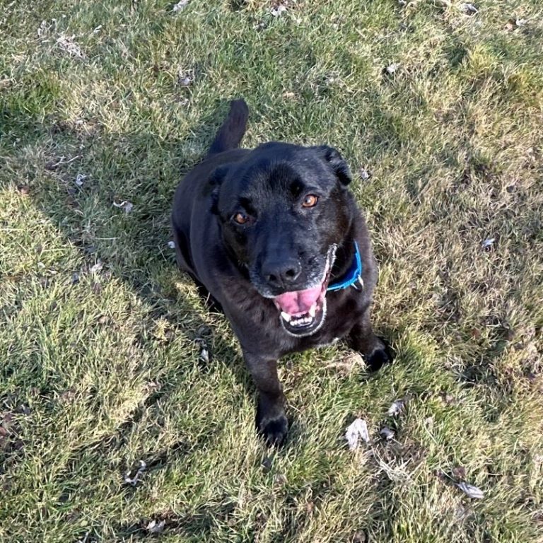 Carlton – Adopted! – Peppertree Rescue