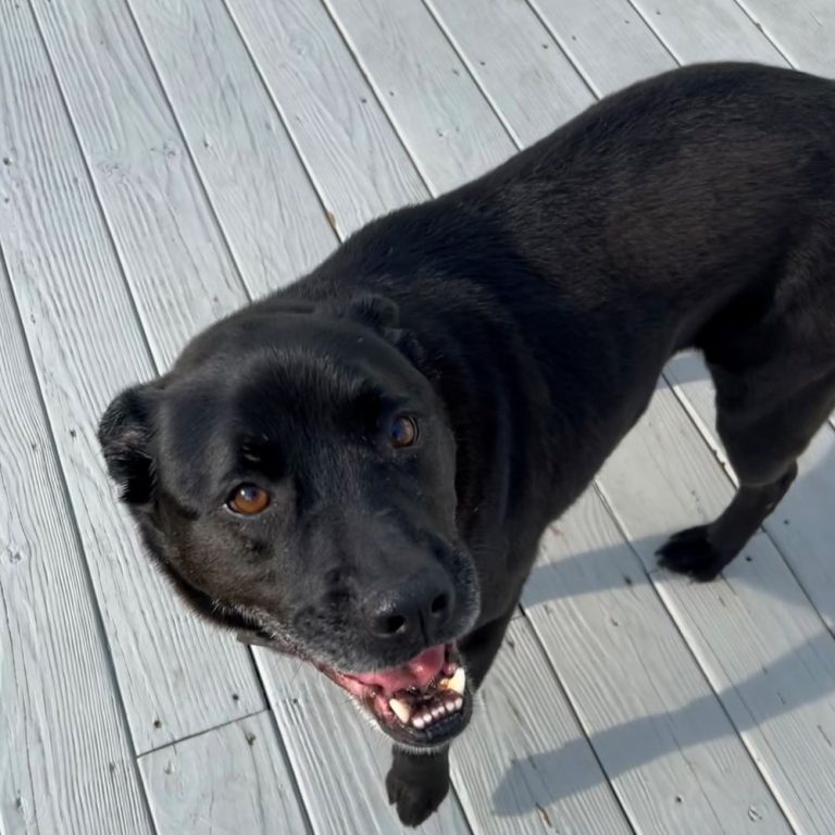 Carlton – Adopted! – Peppertree Rescue