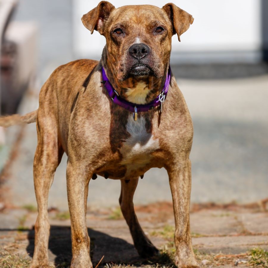 Available For Adoption – Peppertree Rescue