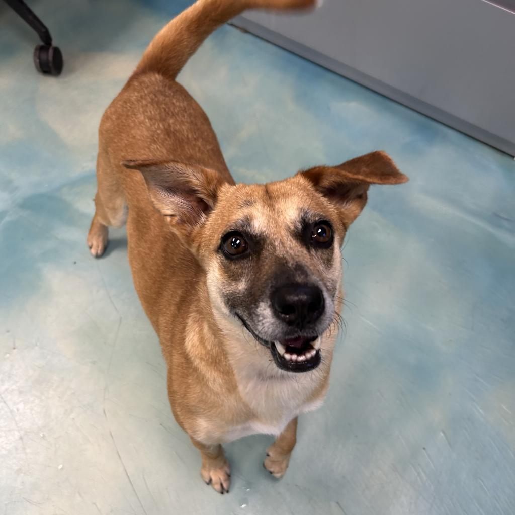 Reece – Adopted! – Peppertree Rescue