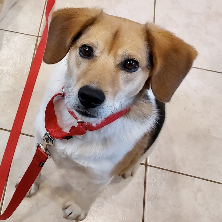 Buzz – Adopted! – Peppertree Rescue