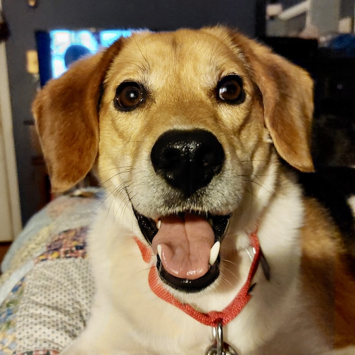 Buzz – Adopted! – Peppertree Rescue
