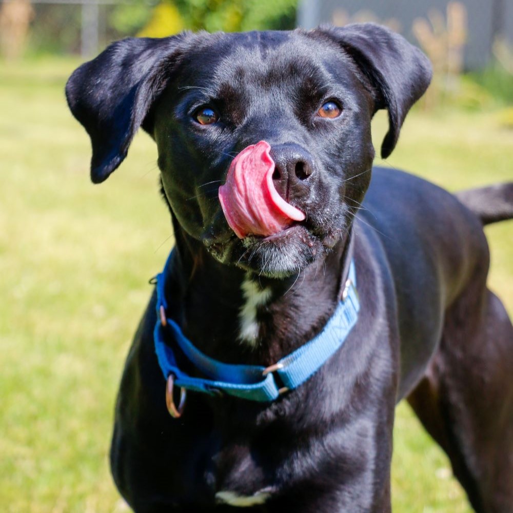 Chance – Peppertree Rescue