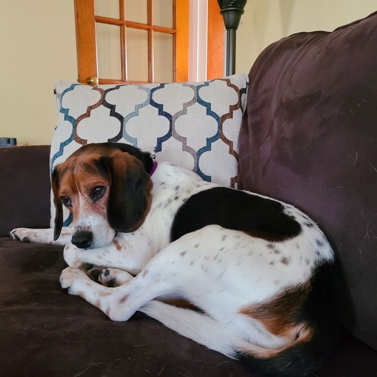 Kooper – Adopted! – Peppertree Rescue