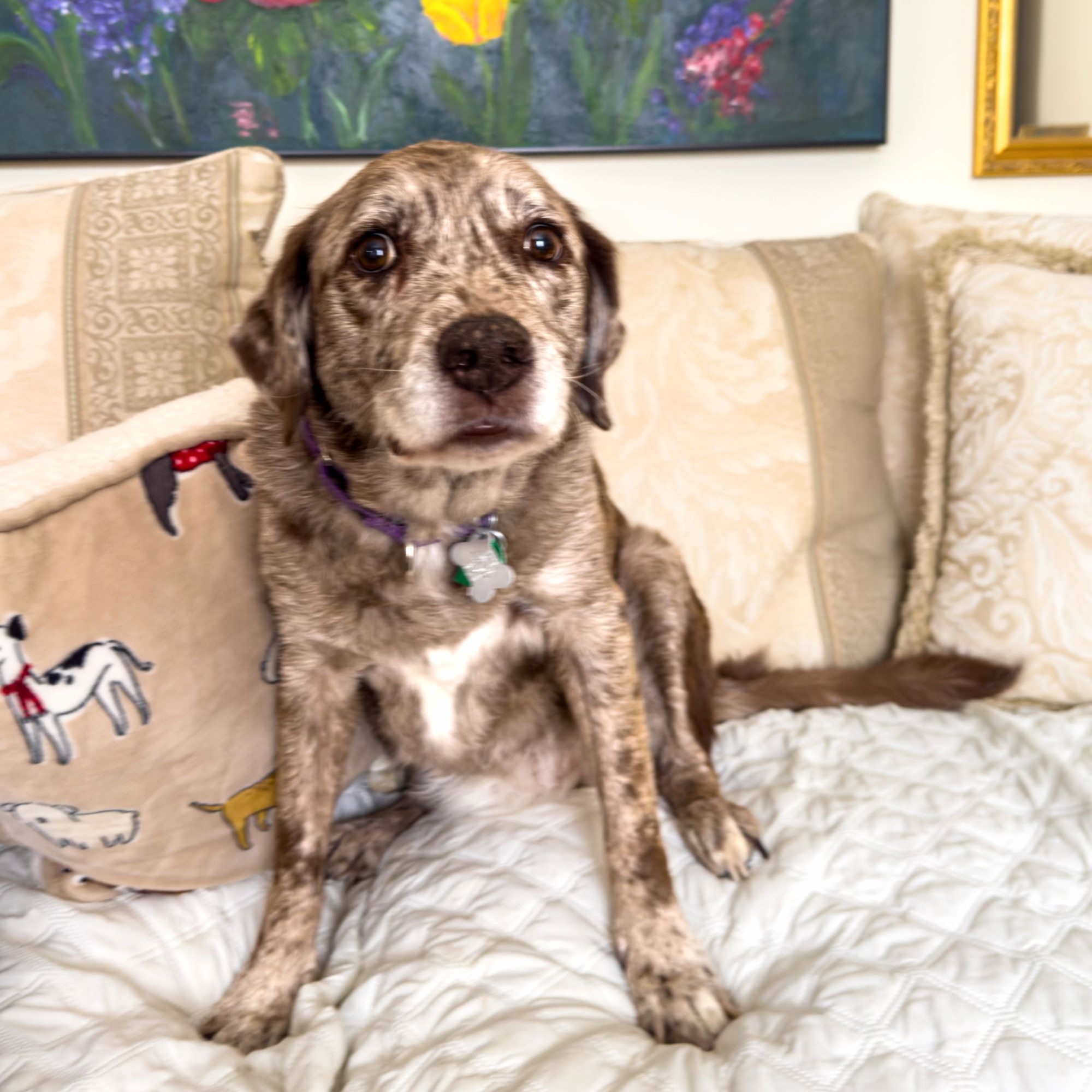 Cookie Crisp Adopted Peppertree Rescue