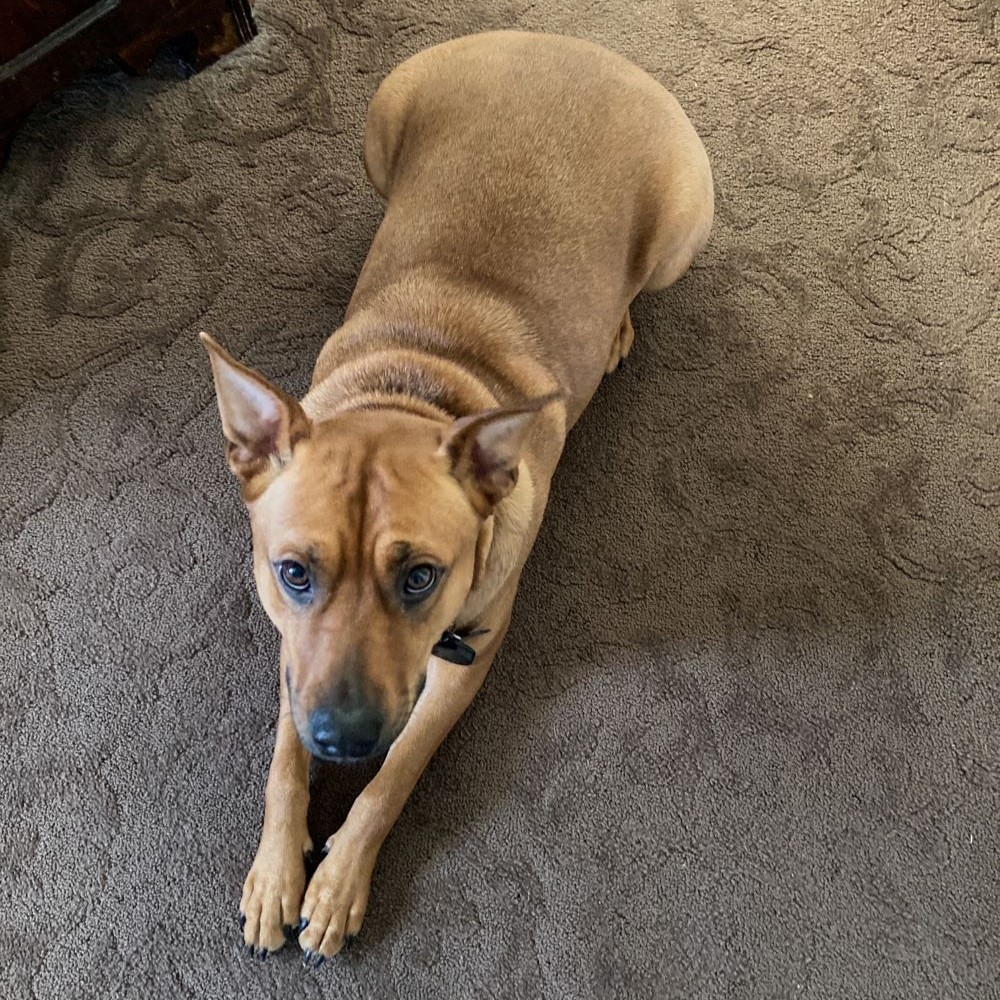 Rusty – Peppertree Rescue