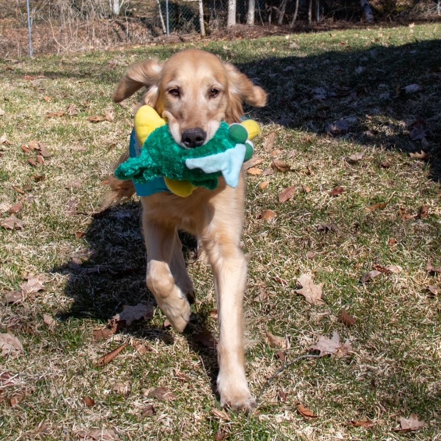 Carly Ann and Scarlet Rose – Adopted! – Peppertree Rescue