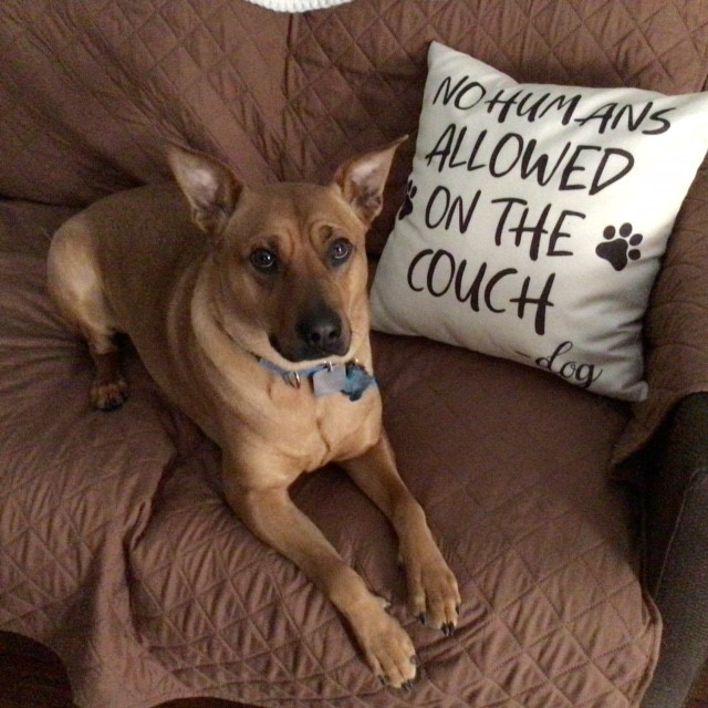 Rusty – Peppertree Rescue