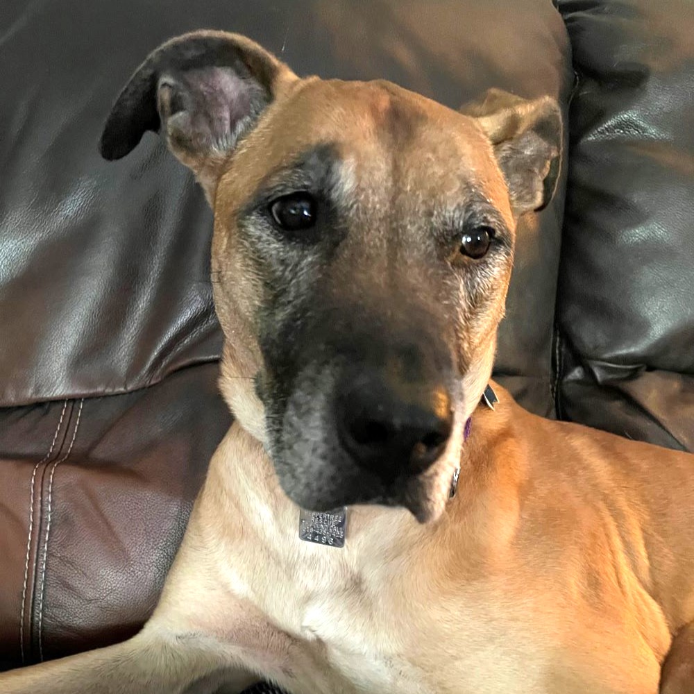 Lilah – Adopted! – Peppertree Rescue