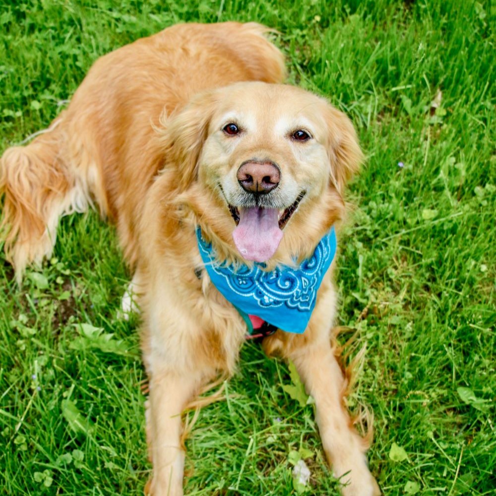 Bella Mae – Adopted! – Peppertree Rescue