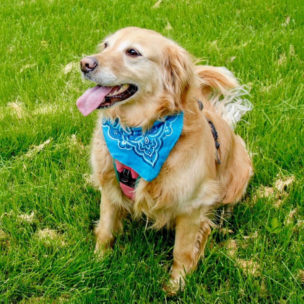 Bella Mae – Adopted! – Peppertree Rescue