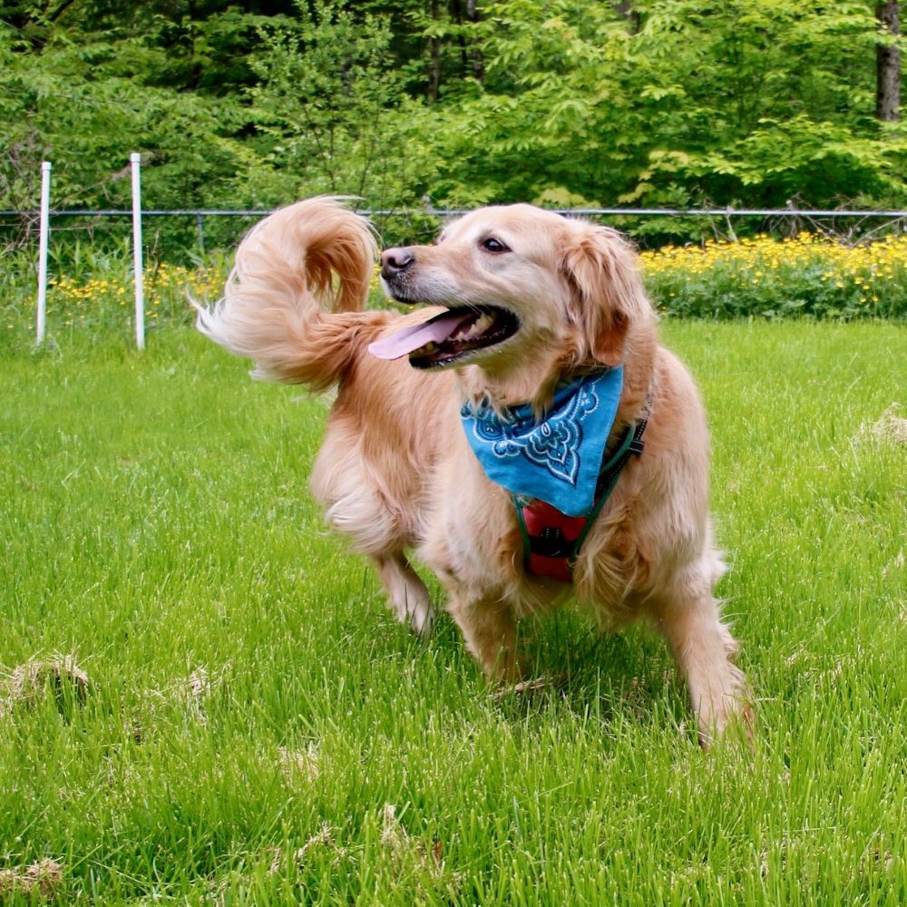 Bella Mae – Adopted! – Peppertree Rescue