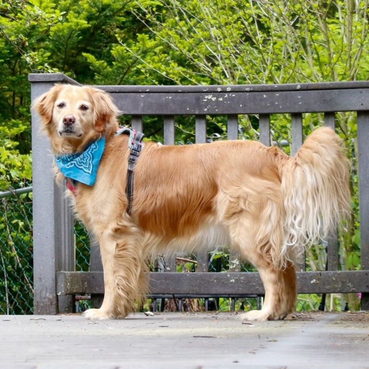 Bella Mae – Adopted! – Peppertree Rescue