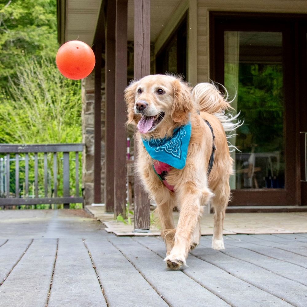 Bella Mae – Adopted! – Peppertree Rescue