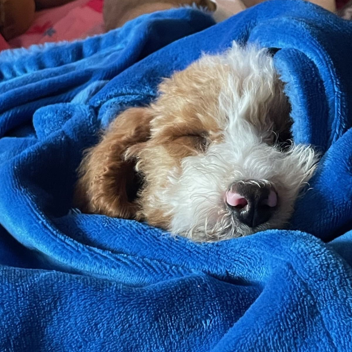 Finley – Adopted! – Peppertree Rescue