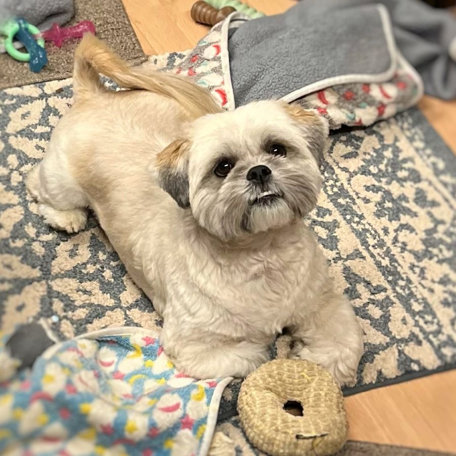 Lil Bear – Adopted! – Peppertree Rescue