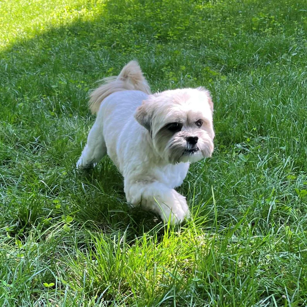 Lil Bear – Adopted! – Peppertree Rescue