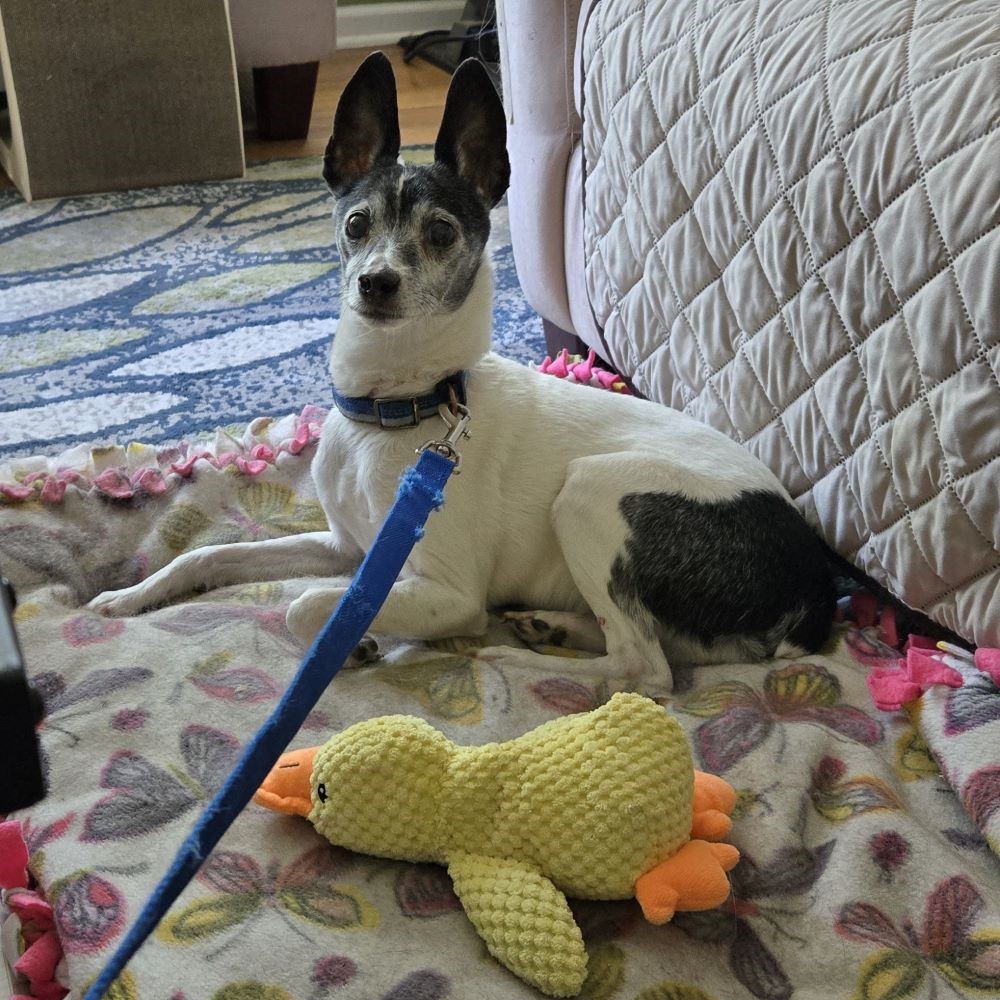 Rudy – Peppertree Rescue