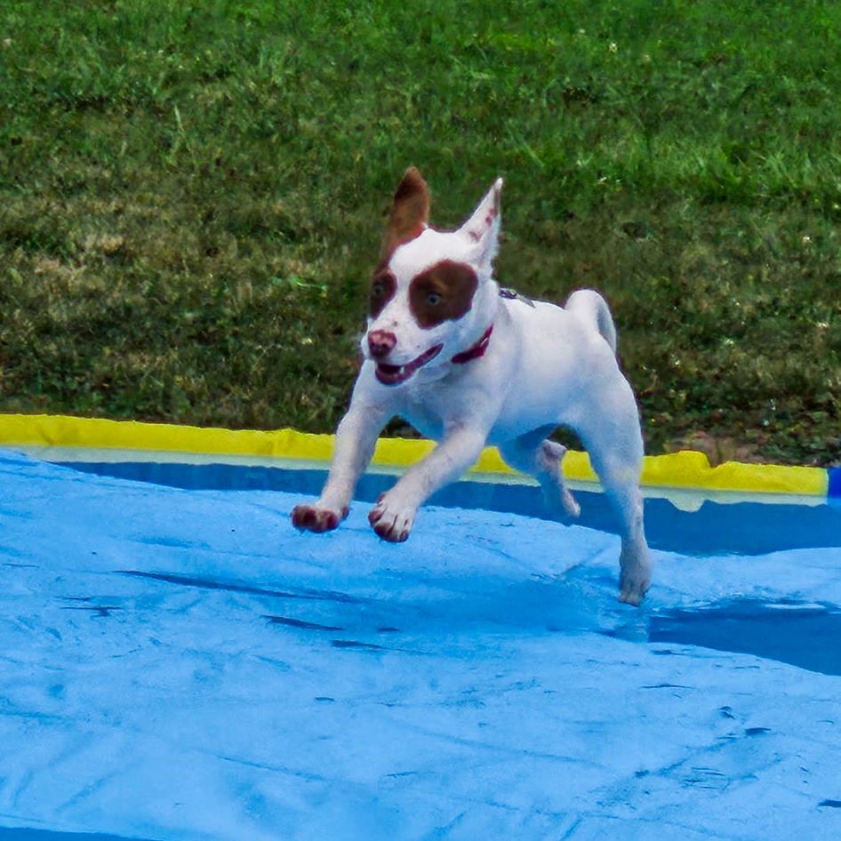 Polly – Adopted! – Peppertree Rescue