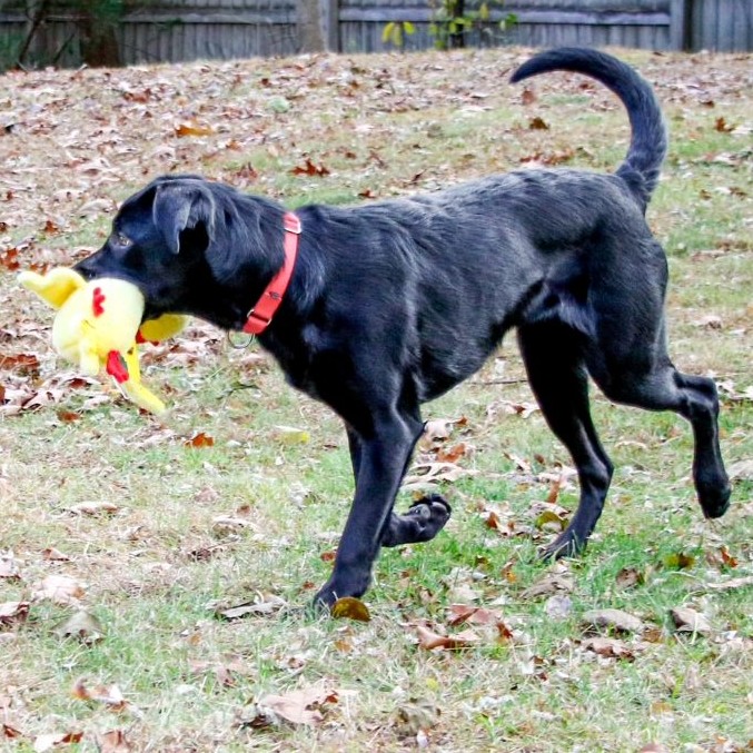 Baylee – Adopted! – Peppertree Rescue