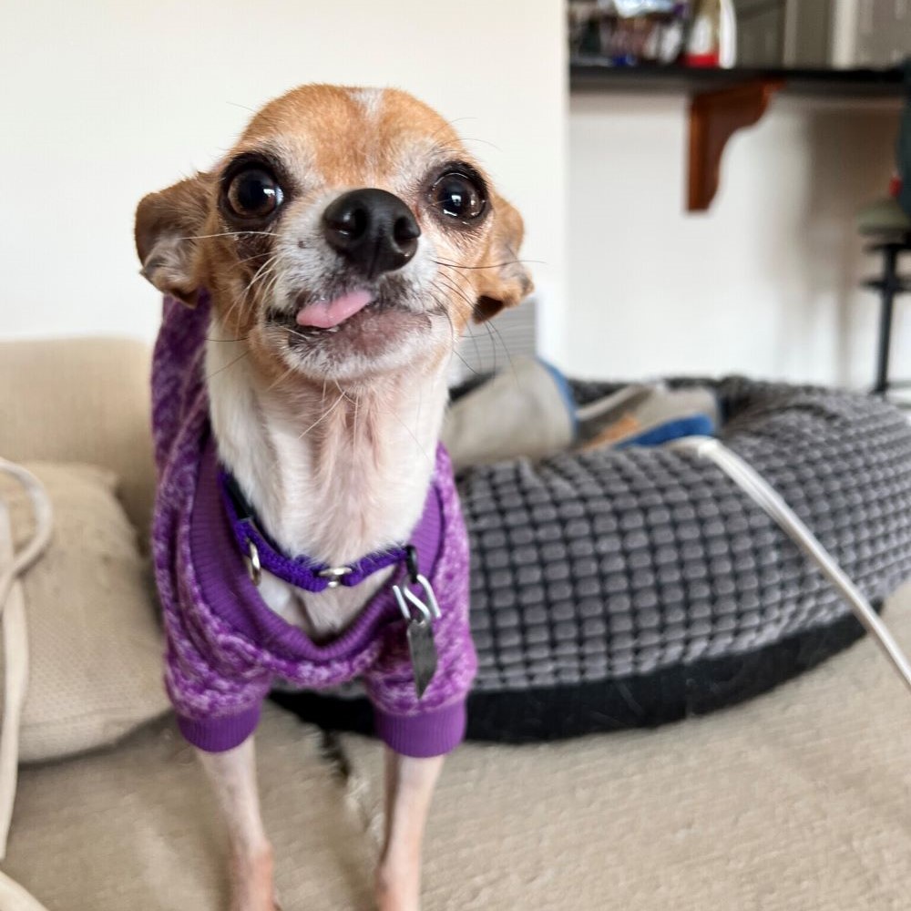 Ohana – Adopted! – Peppertree Rescue